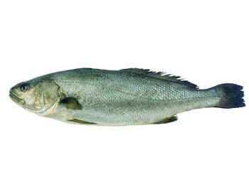 Ombrina Fresca - Pescheria Varpesca