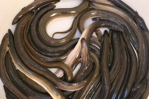 Anguilla Capitone - Pescheria Varpesca