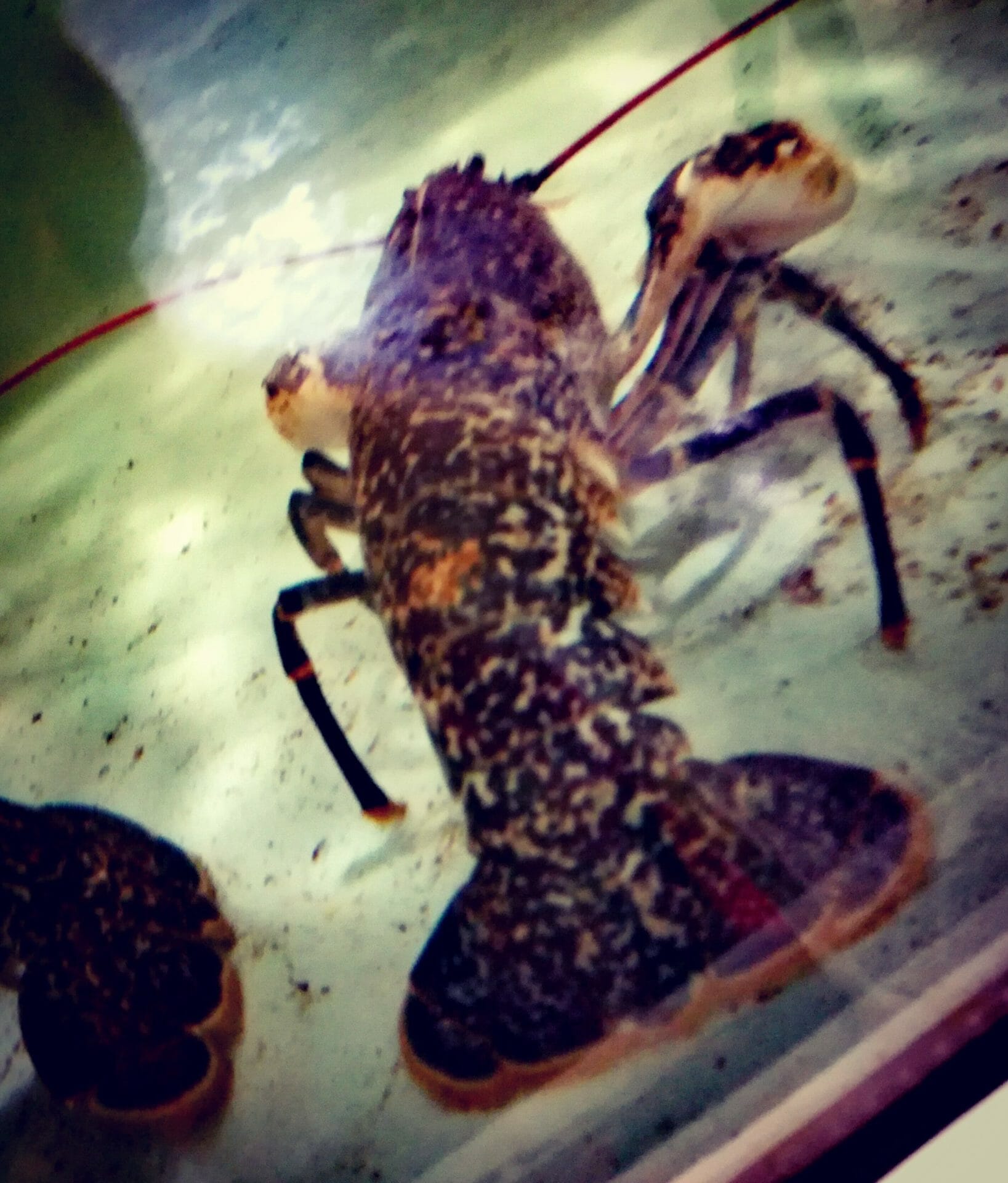 Astice Vivo Locale - Pescheria Varpesca