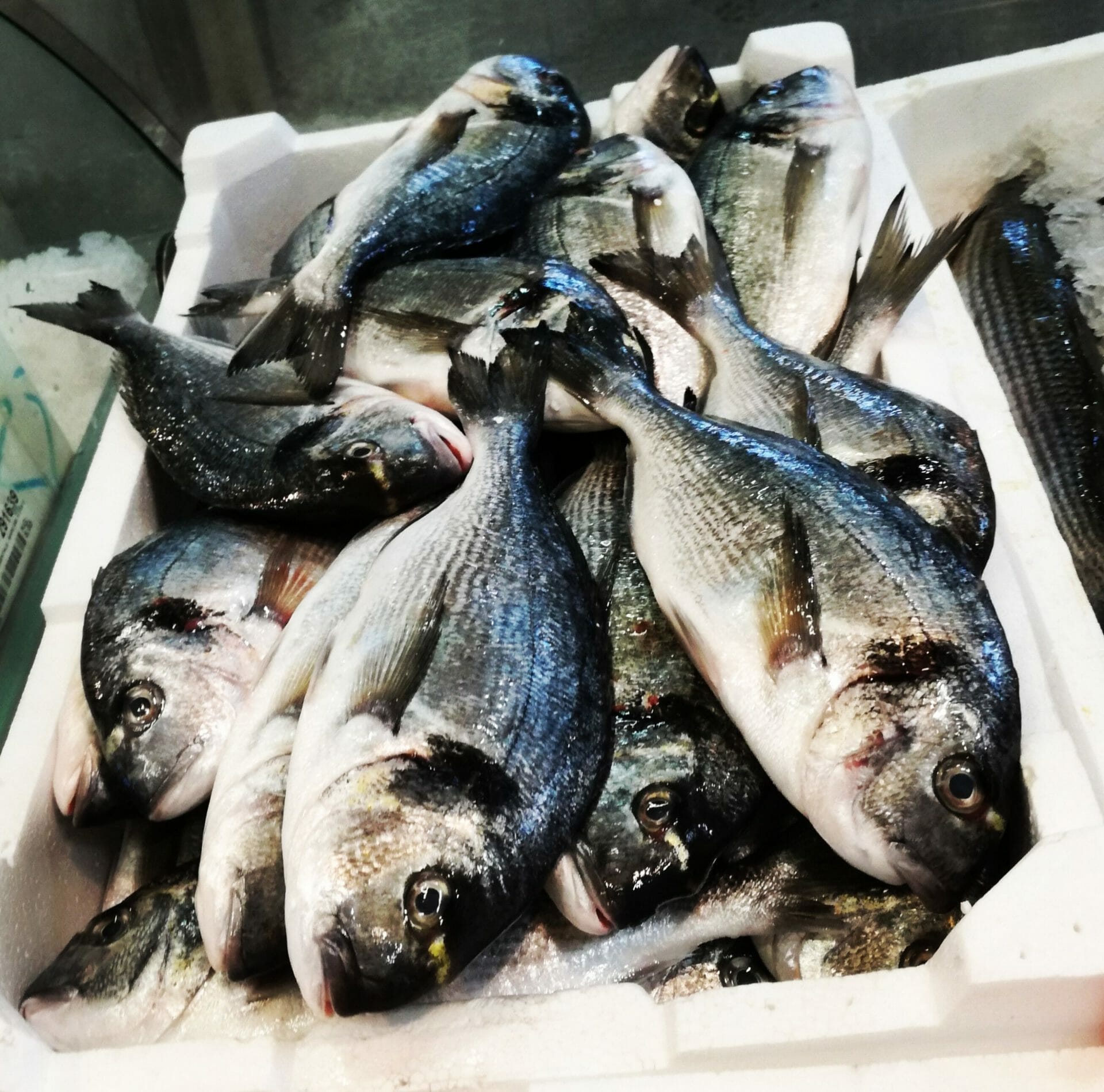 Orate Fresche - Pescheria Varpesca